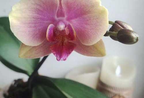 Орхидея фаленопсис Сара Бланш