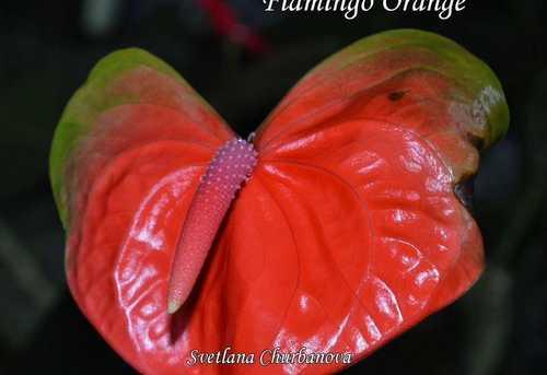 Антуриум Flamingo Orange (Фламинго Оранж)