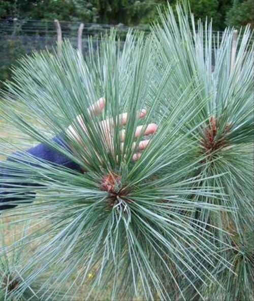 Туя смарагд, сосна горная Пумилио, сосна Черная