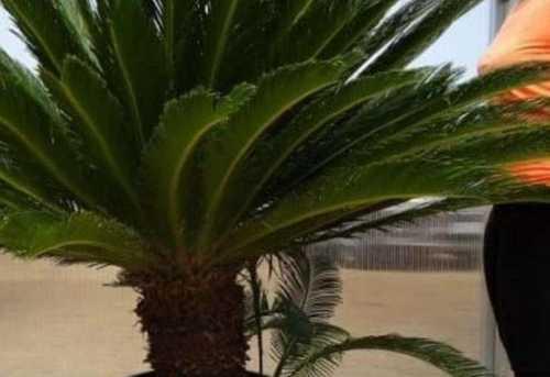 Пальма Cycas revoluta