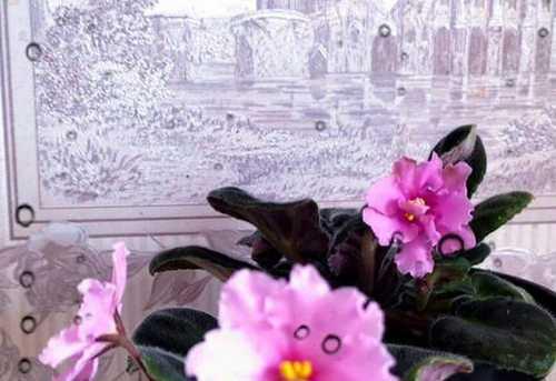Узамбарские фиалки - 2 экз. Очень крупные цветы