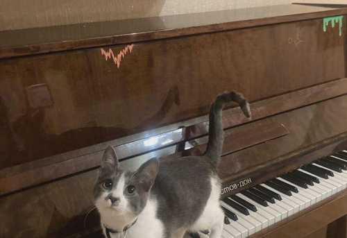 Кот продаёт пианино