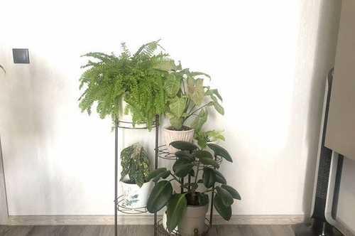 Набор: стеллаж для цветов + комнатные растения