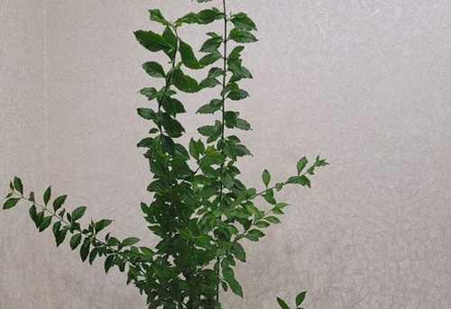 Дуранта растение комнатная березка