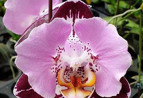 Орхидея Phal. Fangmei Black Piano цветет