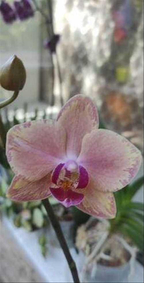 Орхидея фаленопсис Пират пикотти