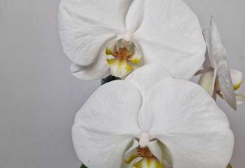 Орхидея белая на каскаде