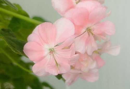 Герань пеларгония розовая