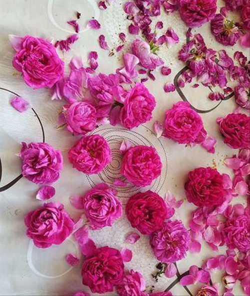 Бутоны ароматных роз