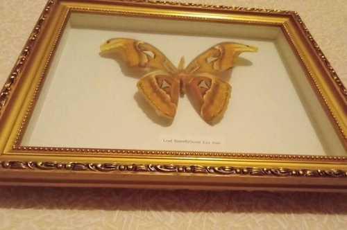 Картина панно с бабочкой