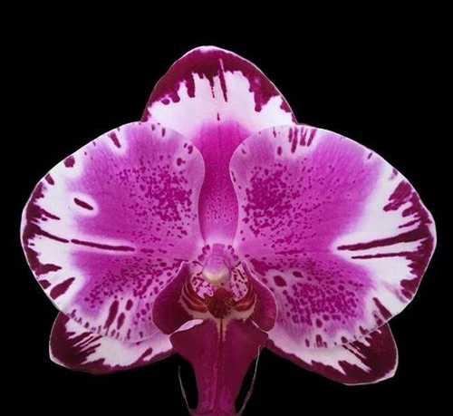 Орхидея Phal. Sogo Davis Jiuhbao Angel
