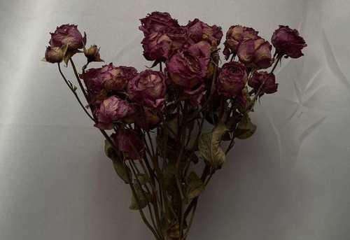 Букет сухих кустовых роз