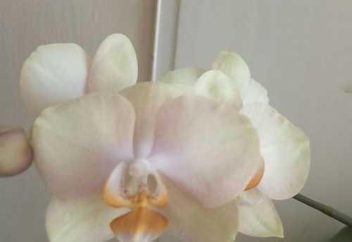 Орхидея фаленопсис peaches