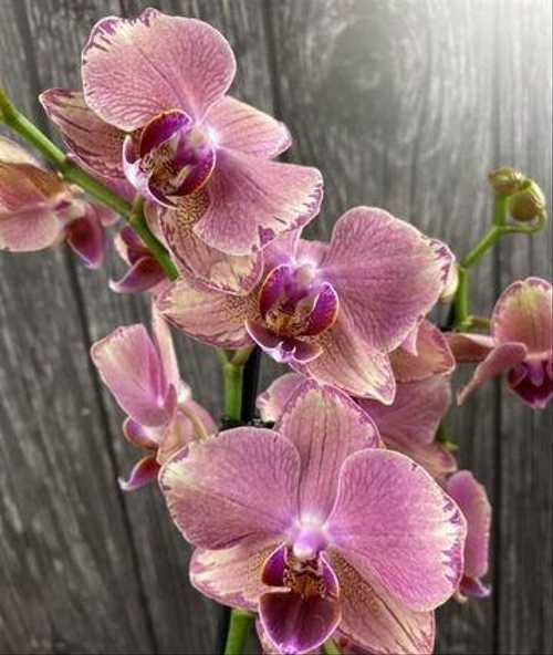 Орхидея фаленопсис пират пикоти