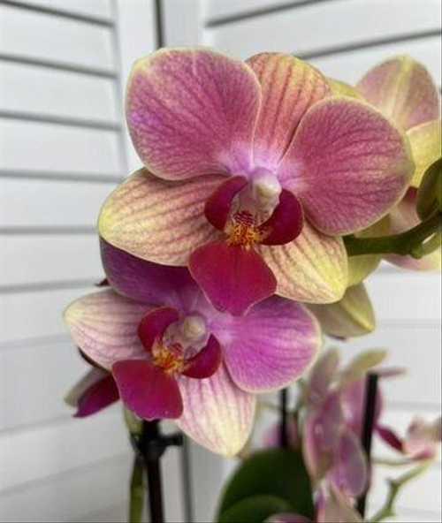 Орхидея фаленопсис Саммер Сонг