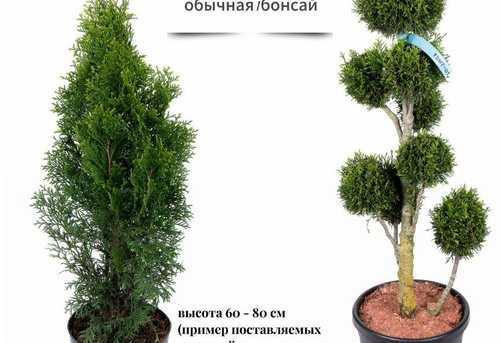 Туя Западная Смарагд обычная и бонсай, от