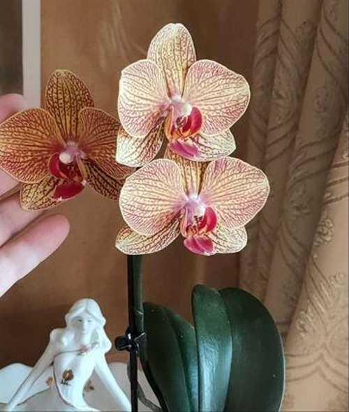 Орхидея KV Beauty. Корней немного. Цветонос