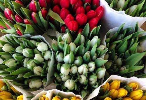 Тюльпаны оптом и в розницу в подарок с теплиц