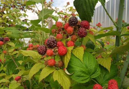 Продам саженцы черной малины и клубники