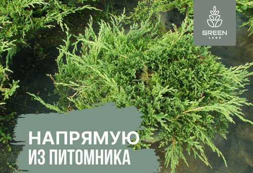 Можжевельник горизонтальный Принц Уэльский