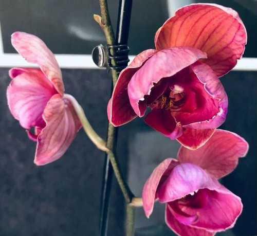 Орхидея фаленопсис Азиан Коралл пелор мутант