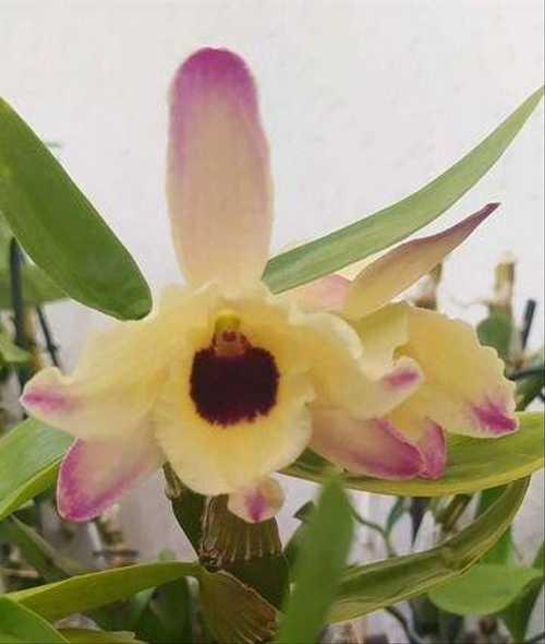Орхидея дендробиум нобиле желтый