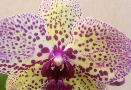Орхидея фаленопсис "Клеопатра "