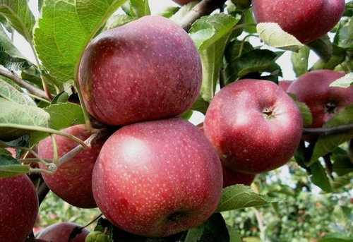Саженцы яблони Флорина оптом