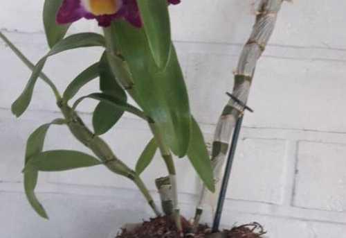 Орхидея Фаленопсис сортовая.Дендробиум.Онцидиум