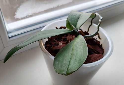 Орхидея фаленопсис Charleston
