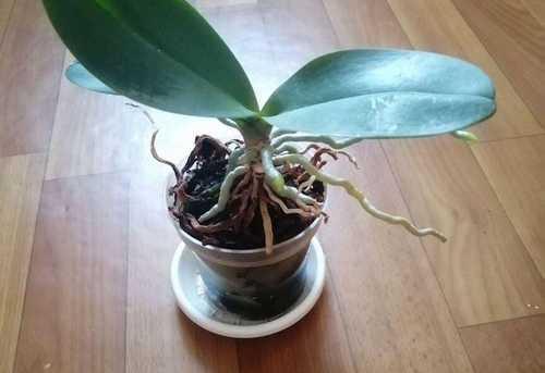 Орхидея фаленопсис (детка)