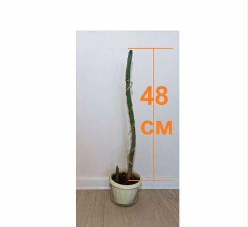 Растение Кактус 48 см