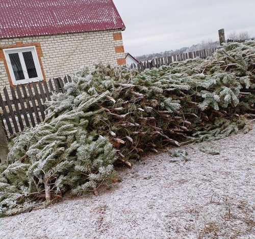 Сосна новогодняя оптом