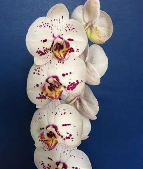 Орхидея фаленопсис Hot spring