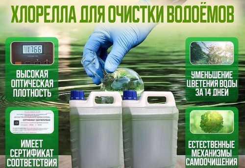 Живая водоросль суспензия для пруда