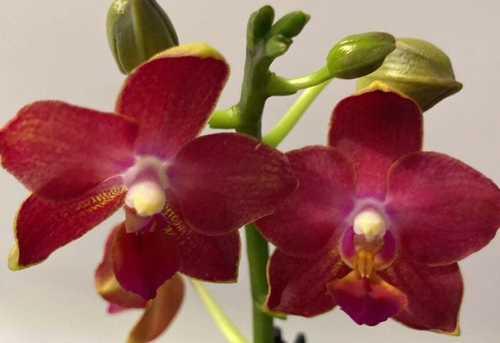 Орхидея ароматная Saffron