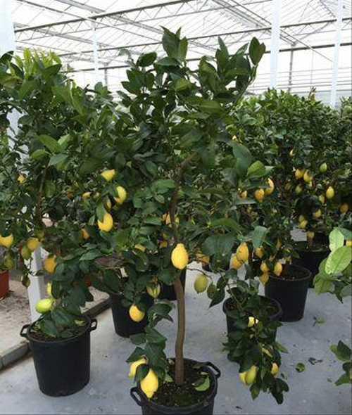Лимонное дерево с плодами Премиум