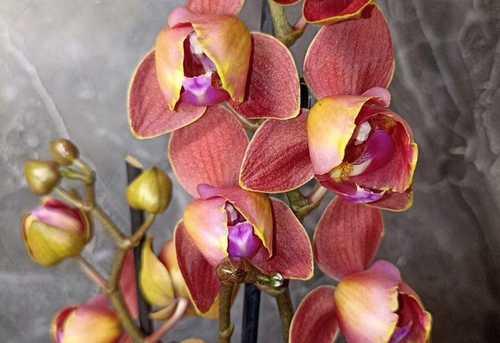 Орхидея фаленопсис пелорик Paprica