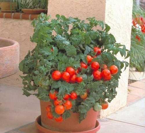 Рассада комнатных растений:перец и помидоры