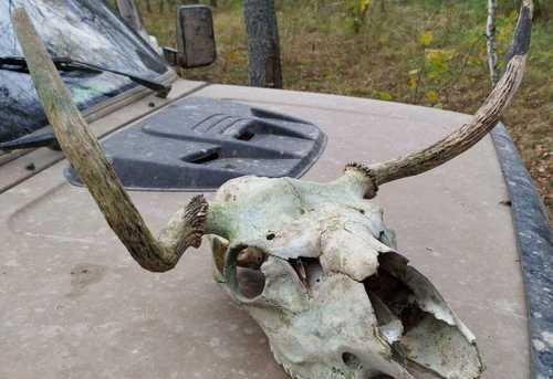 Череп Лося с рогами