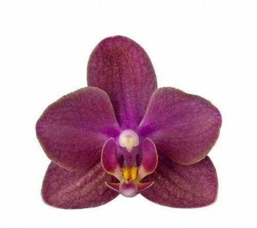 Орхидея Diffusion SI3597 парфюмерная фабрика