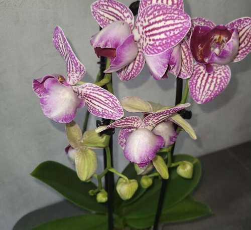 Орхидея Аркадия пелор