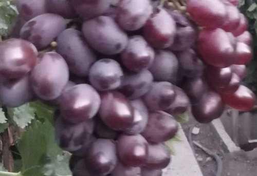 Саженцы винограда трехлетки