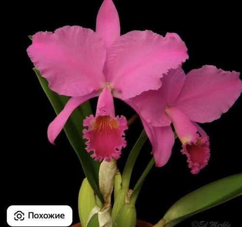 Орхидея Cattleya trianae "Sangre de Toro"