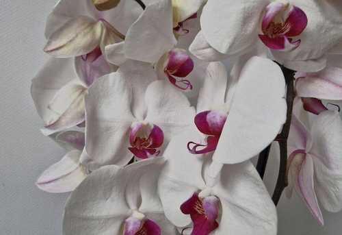 Орхидея белая с малиновой губой