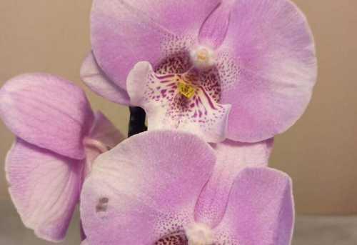 Орхидея фаленопсис Биг лип Принцесса