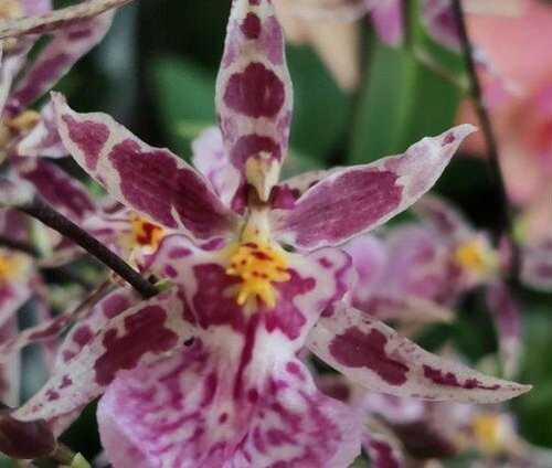 Орхидея Онцидиум Титанум Трежер