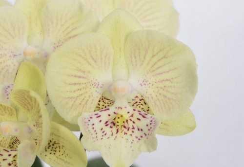 Орхидея Phal. YH05276