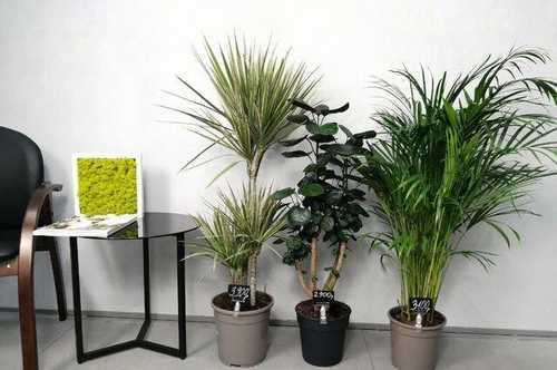 Растения для озеленения