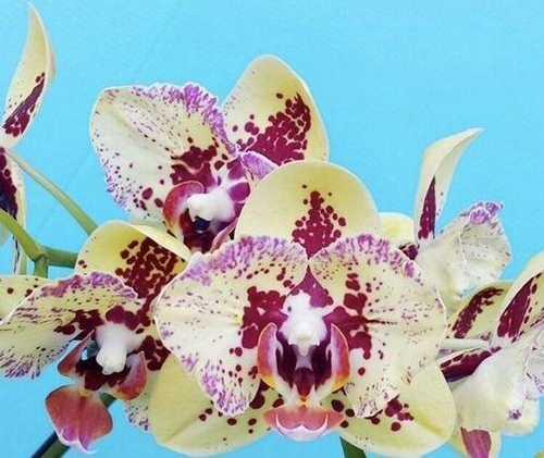 Орхидея бабочка PF 5018